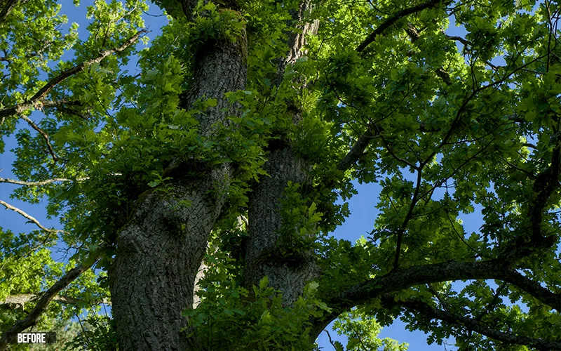 Single Leaf Overlays | 30 Leaves Overlays For Ethereal Photos